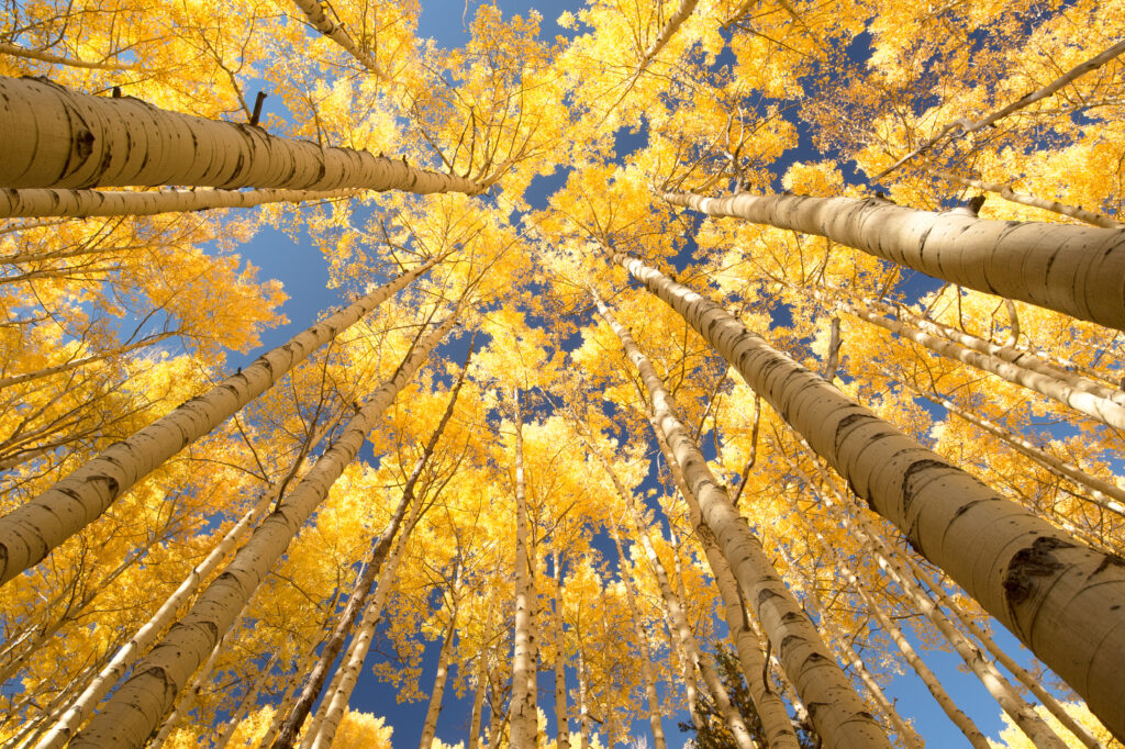 Self-Reliance and Resilience | Wilderness Therapy Life Skills